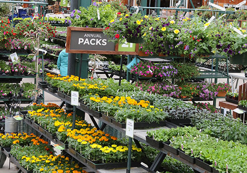 Annual and Container Accent Plants - Sky Nursery